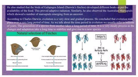 Ethological Theoriespptx