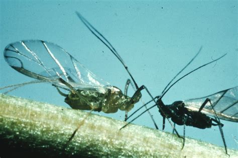 Bluegreen Aphid Winged Adults Cesar Australia