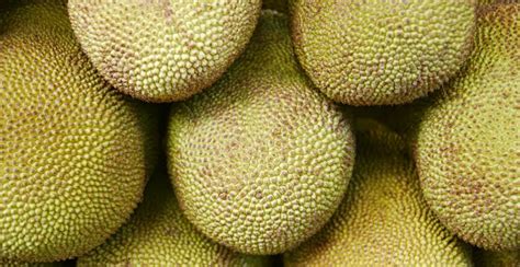 Breadnut Kamansi Description Flavor Benefits And Uses Gardeners