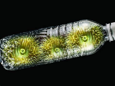 Great Pacific Garbage Patch Animals