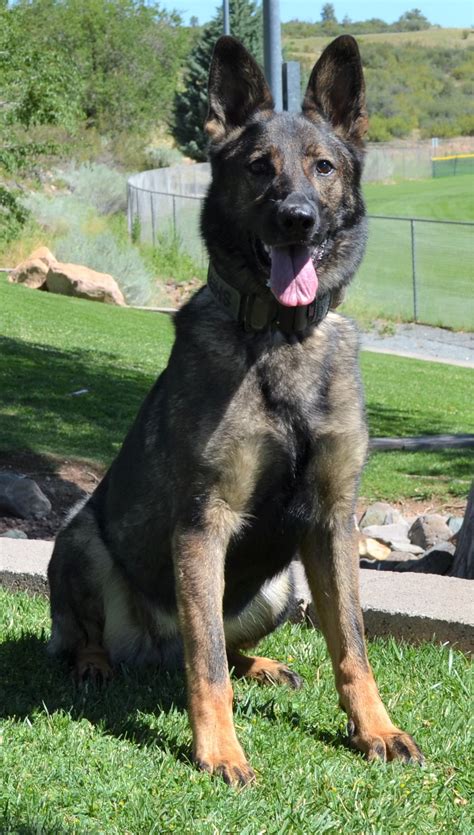 Ycso K 9 Makes A Rare Find During Traffic Stop 150 Million In
