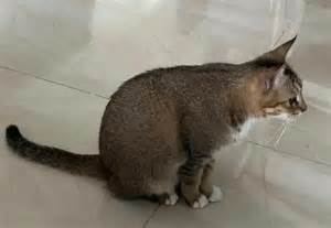 养猫多年错认狸花猫，雀猫毛色藏秘密，你家猫是哪一种？