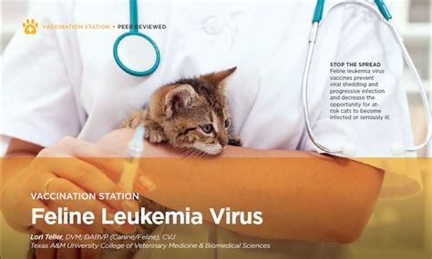 猫的白血病 知乎