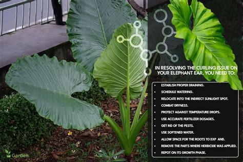 Elephant Ears Curling Up Causes And What To Do