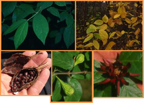Deciduous Flowering Shrubs Week 3 Flashcards Quizlet