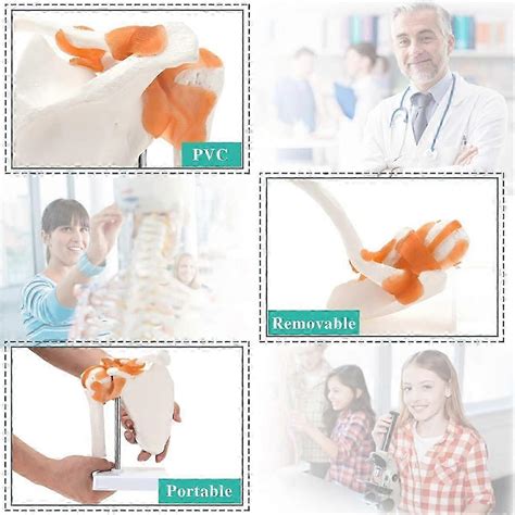 Medical Shoulder Anatomy Model With Functional Ligaments Shoulder