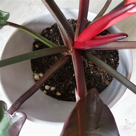 What Philo Did I Buy Really Sun Red R Philodendron