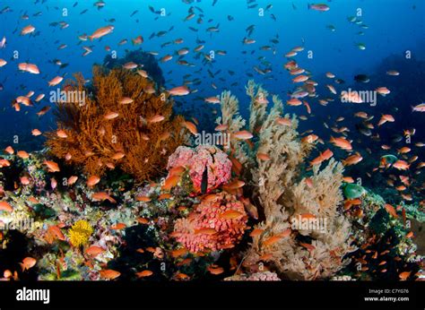 Philippines Coral Reef Underwater Anilao Coral Reef Tropical Reef