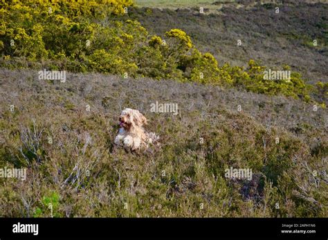A Very Happy Hairy Sandy Coloured Apricot Blonde Cockapoo Dog