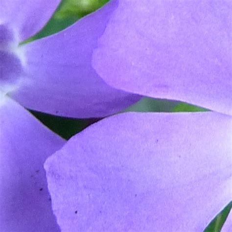 Stream Vinca Minor Mass By Offbeatspecter Listen Online For Free On Soundcloud