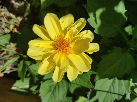 Bunga Halaman Kuning Foto Gratis Di Pixabay Pixabay