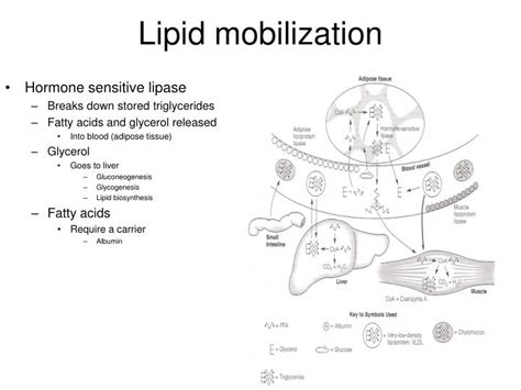 Protein Kinase Lipid Mobilization At Lois Coffman Blog