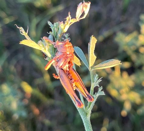 Grasshoppers And Summit Disease Ndsu Agriculture