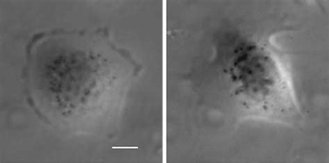 Cell Subjected To An Increasing Shear Flow In Our Experimental