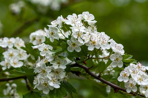 Hawthorn Pictures Download Free Images On Unsplash