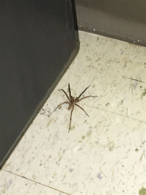 This Spider Is In My Lab He S About In Diameter I Don T Want To Kill Him Unless He Poses A