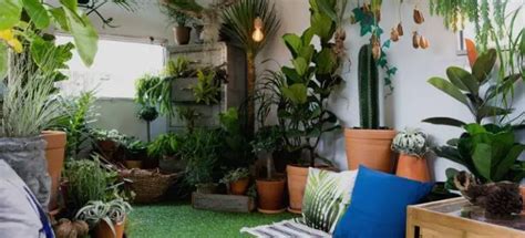 The Beauty Of Low Light Indoor Trees