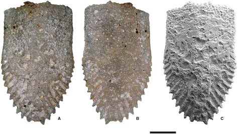 Sciency Thoughts Linguaserra Triassica A New Species Of Ophiocistioid