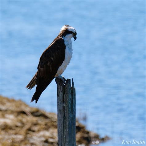 How To Tell The Difference Between Male And Female Osprey Kim Smith Films