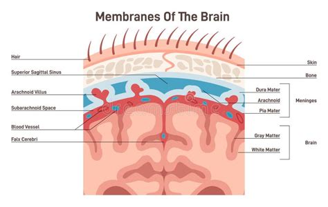Dura Mater Arachnoid Villi Arachnoid Mater Stock Illustrations 99