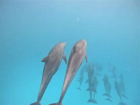 Mnemban Saari Mnemba Delfiini Uinti Ja Snorklaus Sekä Valinnainen