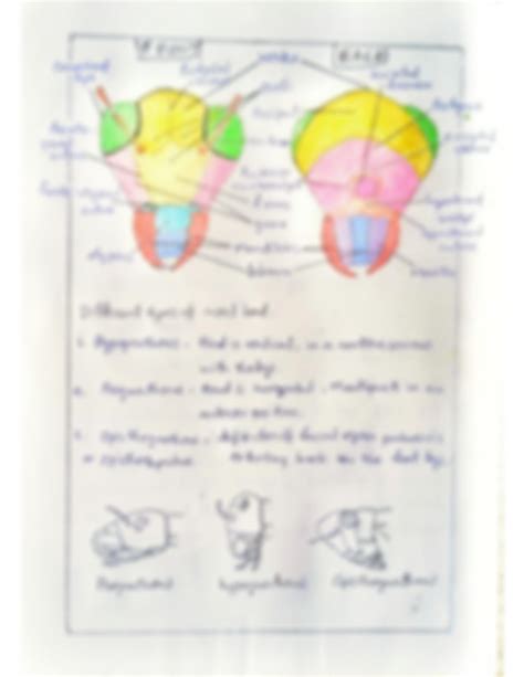 Solution External Features Of Grasshopper Body Parts Studypool Solution External Features Of Grasshopper Body Parts Studypool