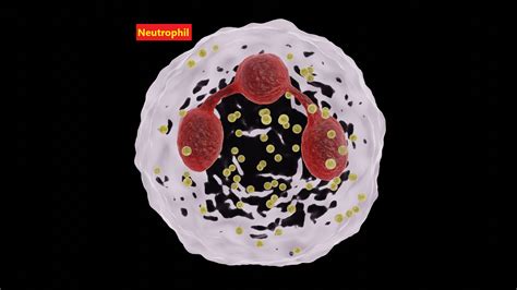 Artstation Neutrophil 3d Model