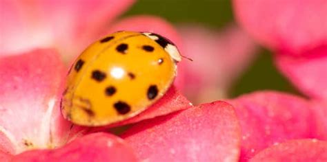 Are Orange Ladybugs Good Luck What It Means If You See One Yourtango