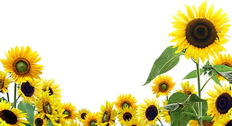 Aesthetic Sunflower Computer Wallpapers Top Free Aesthetic Sunflower