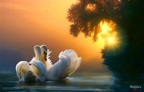 3840x2160 Swan Couple 4k Hd 4k Wallpapersimagesbackgroundsphotos
