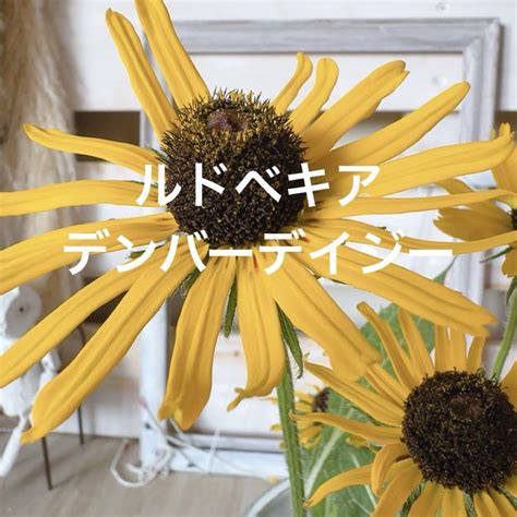 ルドベキア ヒルタデンバーデイジー メルカリ