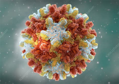 Hepatitis B Virus Particle Illustration Stock Image C0601279