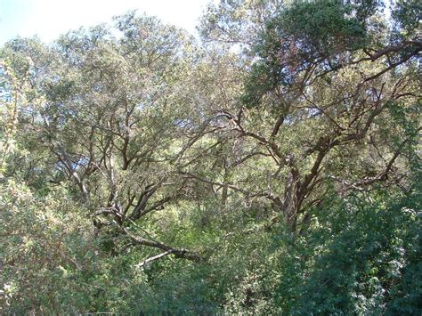 California Southern Oak Woodland Exists In Many Areas Of Inland