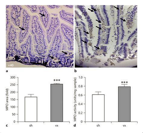 Immunohistochemistry Staining For Mpo Detection In The Small Intestines