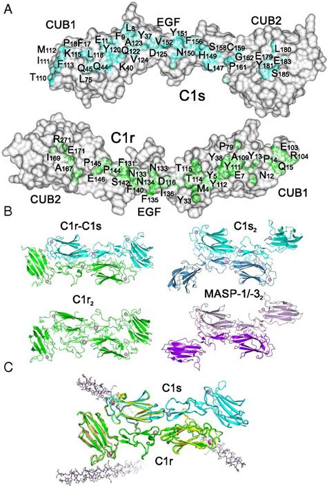 Structure Of The C1rc1s Interaction Of The C1 Complex Of Complement