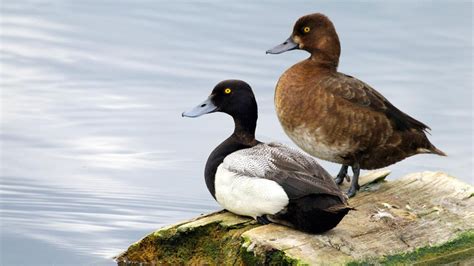 When Male Ducks Hang Out Together Their Dicks Get Longer Gizmodo Australia