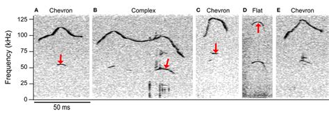 Discrepancies Between Automated And Manual Analyses The Manual Download Scientific Diagram