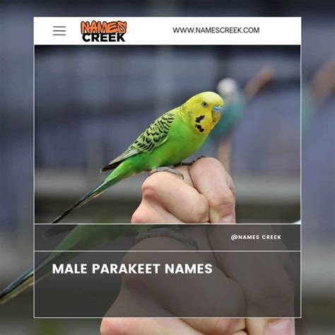 300 Unique Parakeet Names Find The Perfect Name For Your Feathered Friend