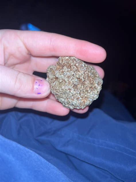 Fossilized Coral Rwhatsthisrock