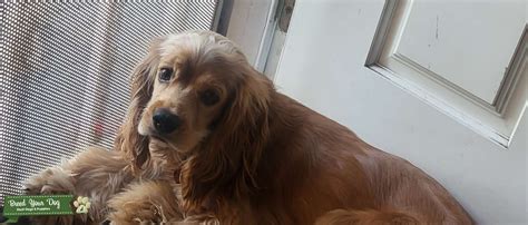 Beige Cocker Spaniel Stud Dog In Ca The United States Breed Your Dog