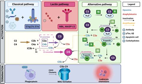 Frontiers Free Complement And Complement Containing Extracellular Vesicles As Potential