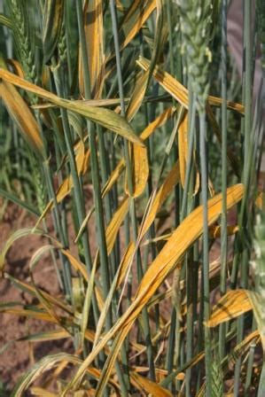Yellow Rust