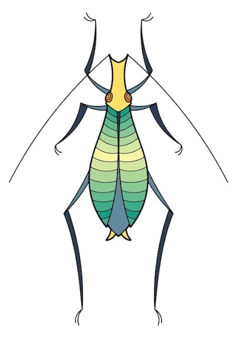 Vibrant Grasshopper Illustration With Detailed Patterns Jiffy Designs