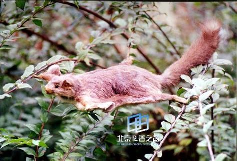 Trogopterus Know Your Mammals