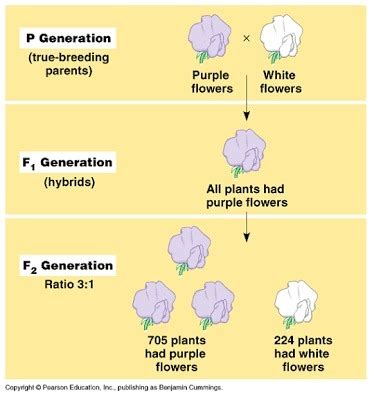 F Generation