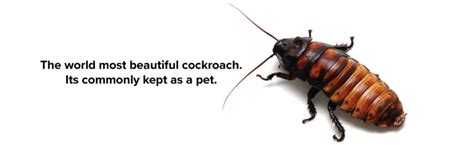 World Biggest Cockroach Larger Than Guinness Book Roach Baits