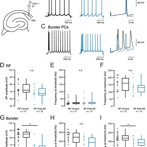 Subicular Burster Neurons Undergo A Decrease In Intrinsic Excitability Download Scientific