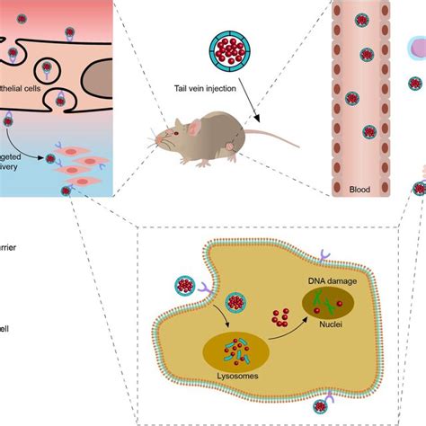 Drug Loading Methods Of Ferritin Download Scientific Diagram
