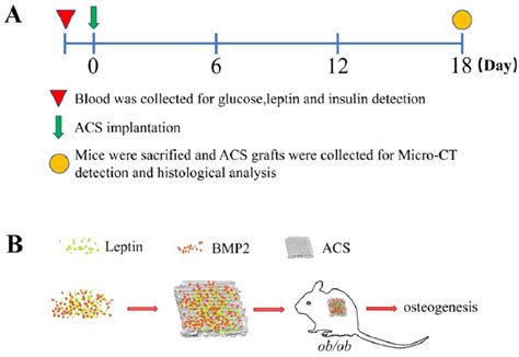 Experimental Flowchart A The Inverted Triangle Indicates The Time