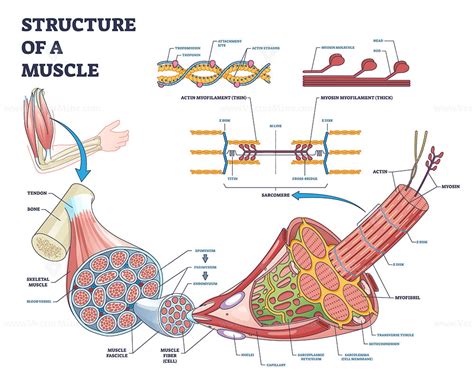 Muscle Membrane Or Sarcolemma Anatomical Layers Structure Outline